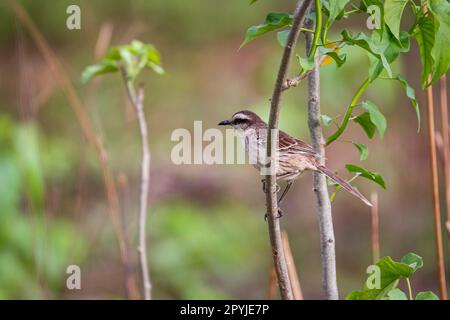 A cute Chalk-browed mockingbird perched on a metal fence against a blue ...