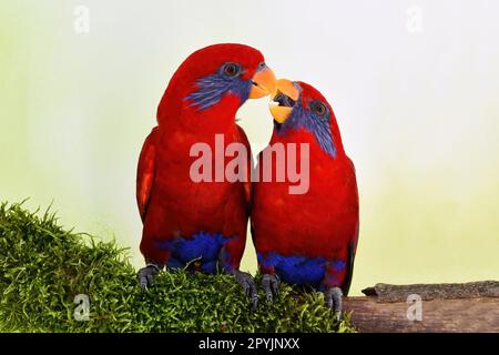 blue-eared lory or Ceram lory Stock Photo - Alamy