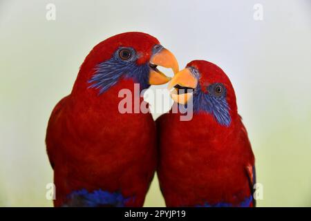 blue-eared lory or Ceram lory Stock Photo - Alamy