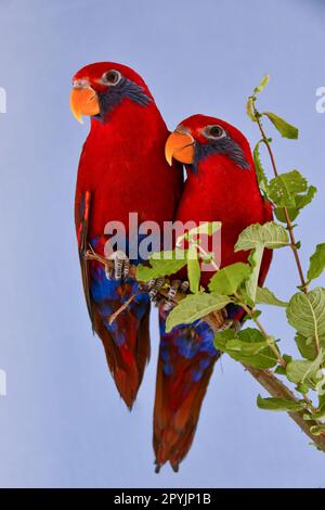blue-eared lory or Ceram lory Stock Photo - Alamy