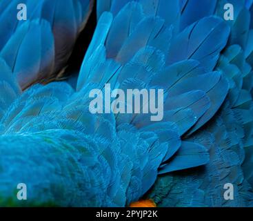 Detail of plumage with layers of colorful feathers in light, dark ...