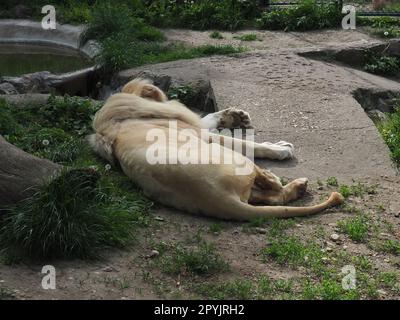 albino white lions rest in the zoo. Lion Panthera leo is a species of ...