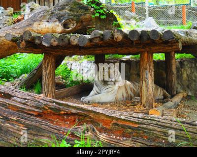 A white, albino Bengal tiger resting the at the zoo paddock. Animals ...