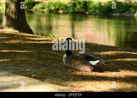 Canada goose lying in the shade on a path in front of a pond Stock ...