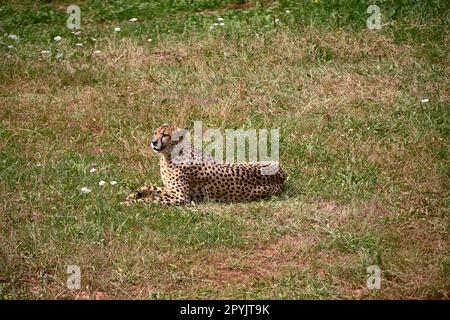 A geopard, lying on the grass of the savannah. solitary, empty space ...