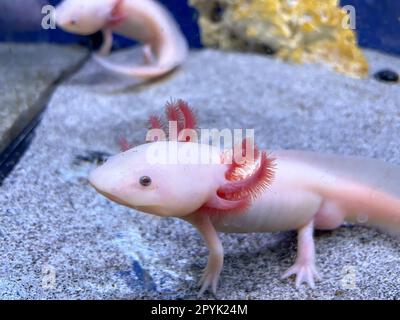 mexican axolotl albino Ambystoma mexicanum SIREDON MEXICANUM ...