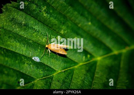 A fruit tree rot moth on a leaf of a tree Stock Photo - Alamy