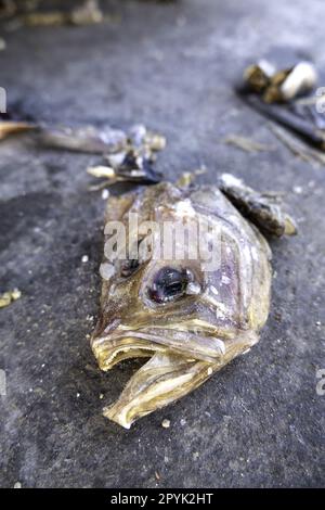 Fried fish skeleton, spine and bones on a white plate Stock Photo - Alamy