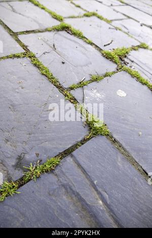 Slate floor with moss Stock Photo - Alamy