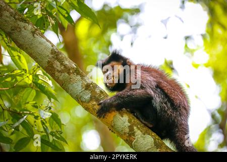 Hooded capuchin climbing on a tree trunk against bright natural ...