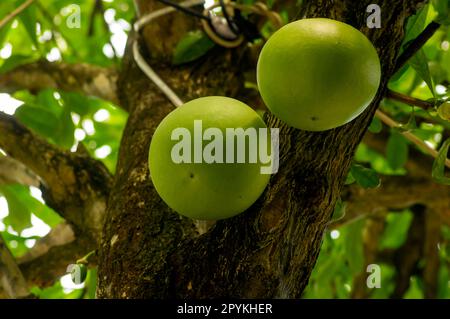 Maja fruit (Aegle marmelos), Japanese bitter orange hanging on its tree ...
