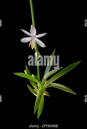 spider plant flower, chlorophytum comosum, also known as spider ivy ...