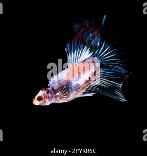 JAW-DROPPING images of different unseen species of fish have been ...