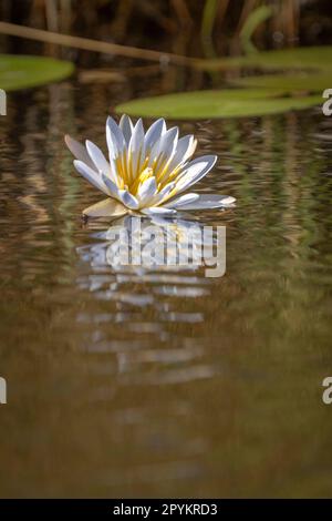 Waterlilies and aquatic plants floating on water's surface. Kwando ...