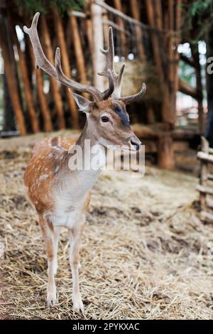 Red deer facing camera in summer nature. Wild animal with brown fur ...