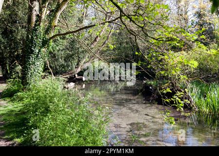 A Beautiful section of the River Dour, as it runs through Kearsney ...