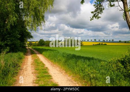 Field way at an Agra field with trees Stock Photo - Alamy