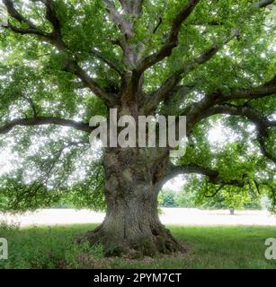 Mature large oak tree in full leaf Stock Photo - Alamy