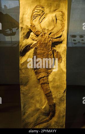 Mixopterus, marine scorpion, Dinosauria, dinosaur museum, hall of ...