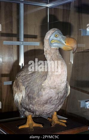 Dodo, dodo, dodos (Raphus cucullatus), dronts, extinct, animals, birds ...