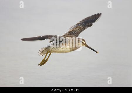Short Billed Dowitcher Florida Stock Photo - Alamy