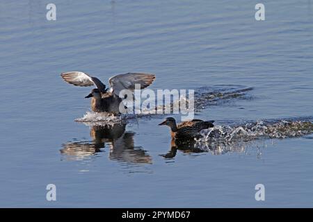 Female Gadwell in water at RSPB Rainham Marshes Nature Reserve ...