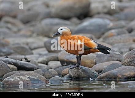 Ruddy Shelduck female in its natural habitat Stock Photo - Alamy