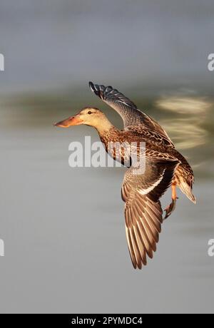 Female northern shoveler flight Stock Photo - Alamy