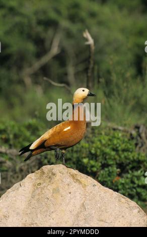 Ruddy Shelduck standing on a rock near a pond, with a blurred wooden ...
