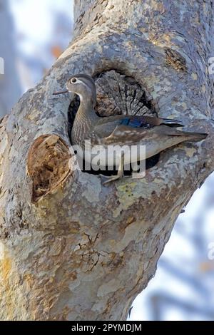 Wood Duck (Aix sponsa), adult male flapping wings, Hill Country ...
