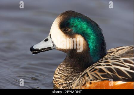 Chilean Wigeon, Chilean Wigeon, Chilean Wigeon, Ducks, Geese, Animals ...