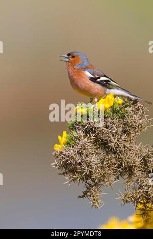 Chaffinch Fringilla coelebs male Suffolk April Stock Photo - Alamy