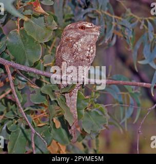 Papuan Frogmouth (Podargus papuensis) adult pair, resting on branch in ...