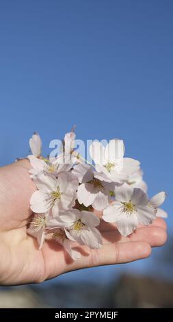 Hand holding sakura flowers against sakura blooming background ...