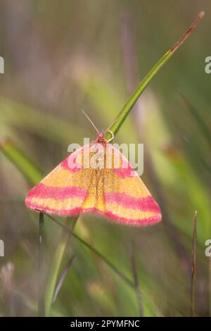 Sorrel purple moth Stock Photo - Alamy