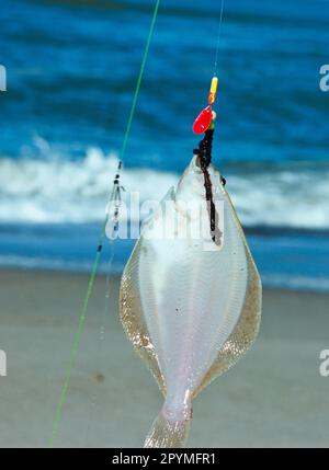 Plaice on the beach Stock Photo - Alamy