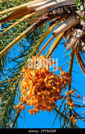 Date palm, Turkey Stock Photo - Alamy