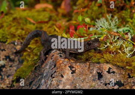 Macedonian Crested Newt (Triturus macedonicus), Amphibia, Изумно ...