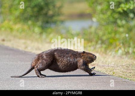 Beaver running across the road (Castor canadensis), Quebec, Canada ...