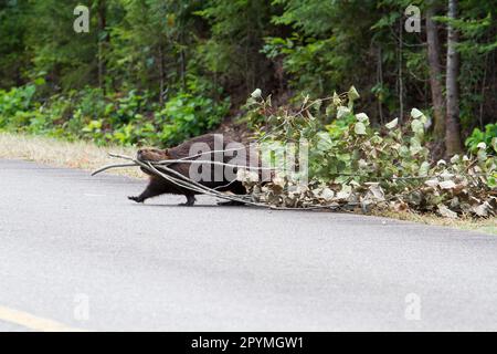 Beaver pulling a tree across a road (Castor canadensis), Quebec, Canada ...