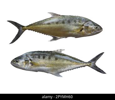 Freshness Talang queenfish isolated on white background and have ...