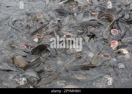 Farmed catfish eating food, Catfish is a popular fish in Thailand for ...
