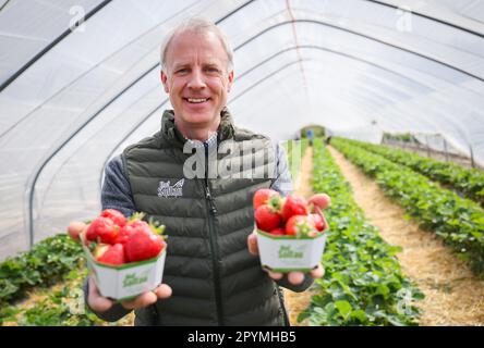 Schleswig-Holstein, Barsbüttel: 04 May 2023, Seasonal workers from ...