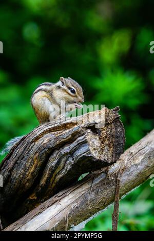 Striped funny chipmunk with full cheeks eating cedar nuts from pine ...