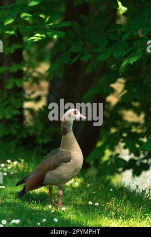 Egyptian Goose (Alopochen aegyptiaca) standing on dry ground Stock ...