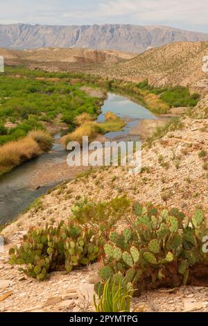 Prickly pear above Rio Grande River along Hot Springs Canyon Trail, Big ...