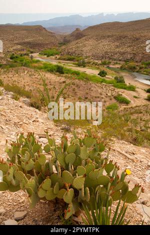 Prickly pear above Rio Grande River along Hot Springs Canyon Trail, Big ...