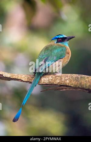 Lesson's motmot (Momotus lessonii) perched Stock Photo - Alamy