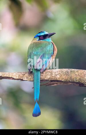 Lesson's Motmot (Momotus lessonii Stock Photo - Alamy