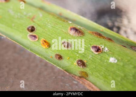 Woolly vine scale (Pulvinaria vitis), Coccidae. Sussex, UK Stock Photo ...